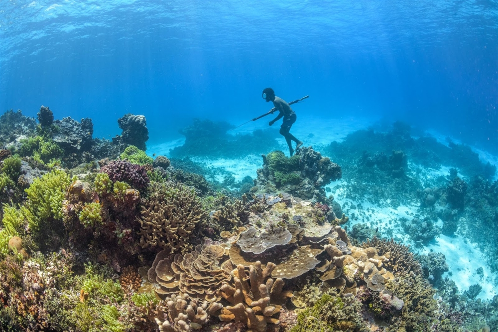 In Papua New Guinea, Explorers Study One of the Most Biodiverse Oceans ...